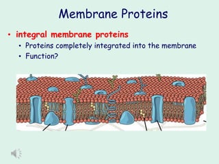 Chapter 5 Membranes_VOICE.pptx