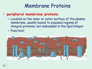 Chapter 5 Membranes_VOICE.pptx