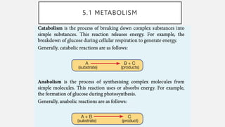 Chapter 5 metabolism.pptx