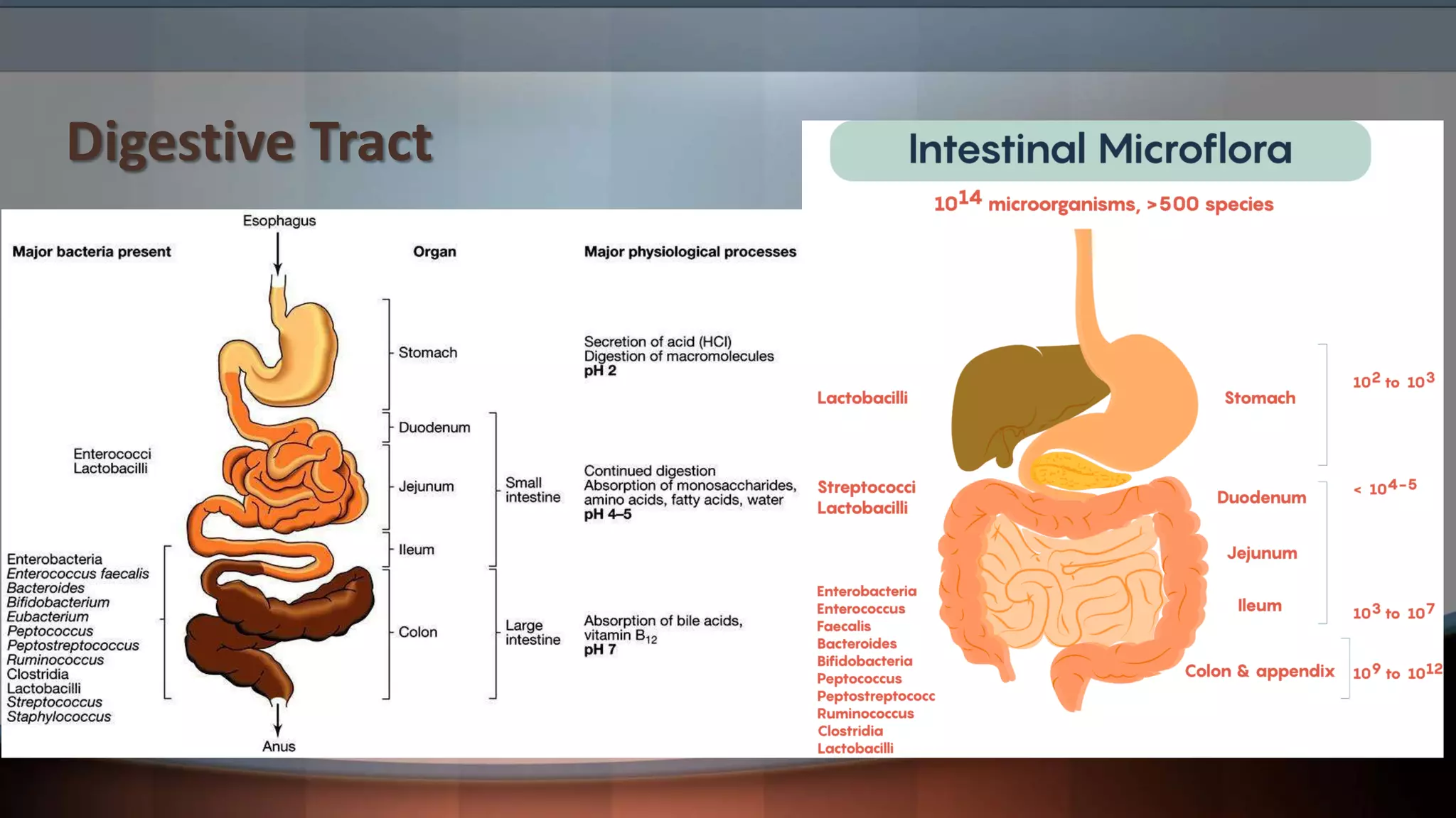 Chapter 5 Normal Flora of the Human Body | PPTX