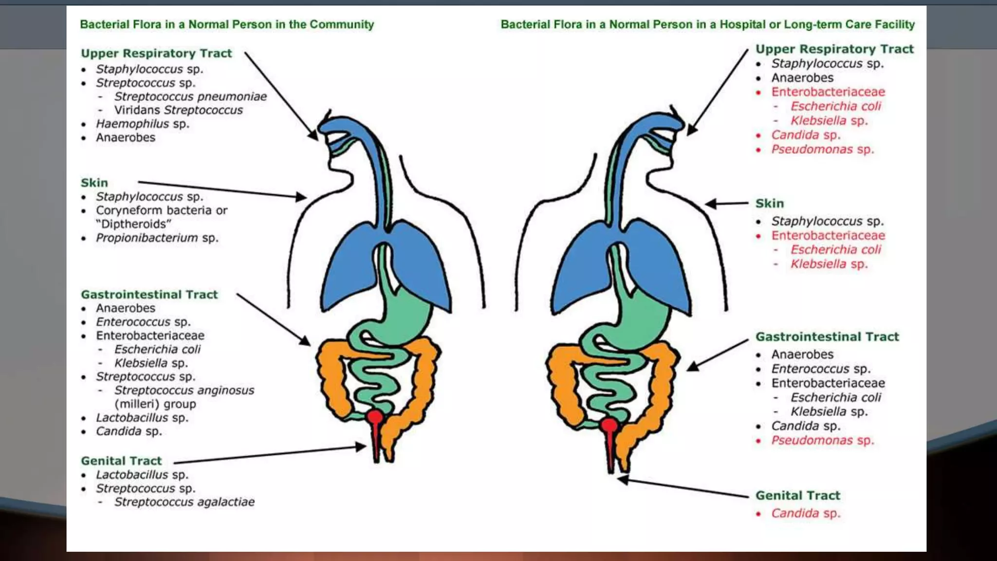 Chapter 5 Normal Flora of the Human Body | PPTX