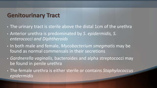 Chapter 5 Normal Flora of the Human Body | PPTX