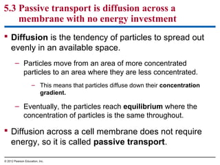 Biology 2 Chapter 5 notes | PPT