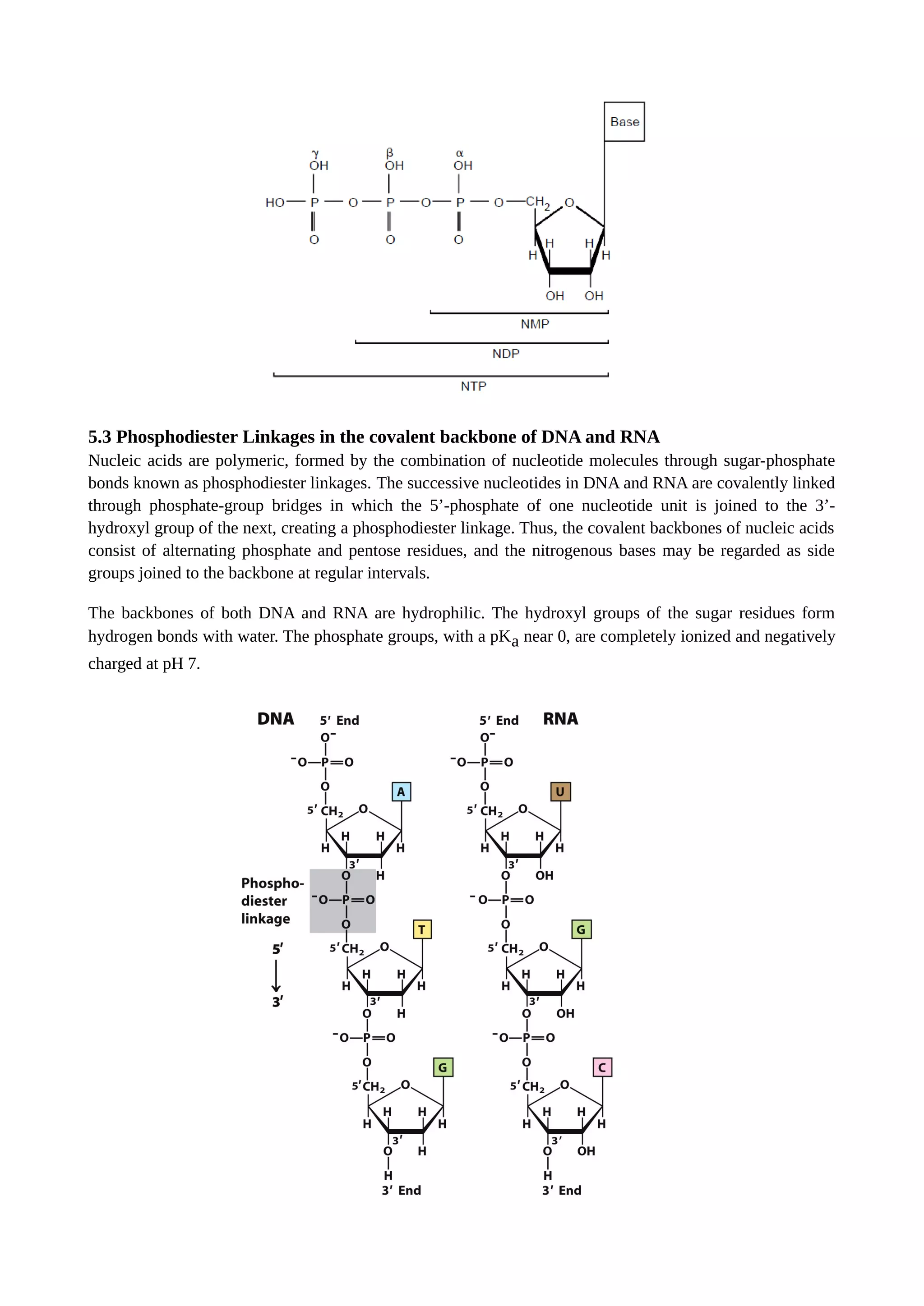 CHAPTER 5 NUCLEIC ACIDS_EA.pdf