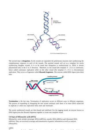 CHAPTER 5 NUCLEIC ACIDS_EA.pdf