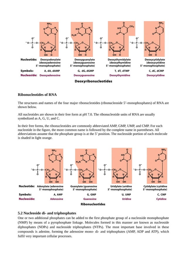 CHAPTER 5 NUCLEIC ACIDS_EA.pdf