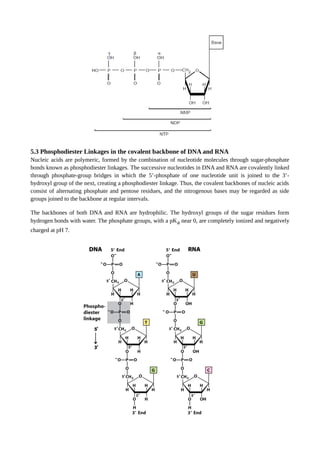 CHAPTER 5 NUCLEIC ACIDS_EA.pdf