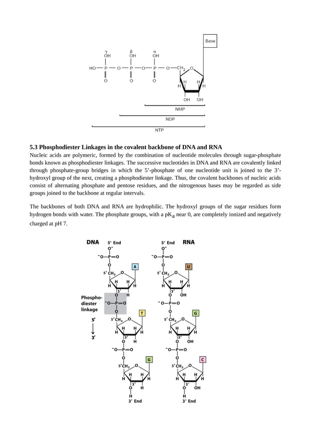 CHAPTER 5 NUCLEIC ACIDS_EA.pdf