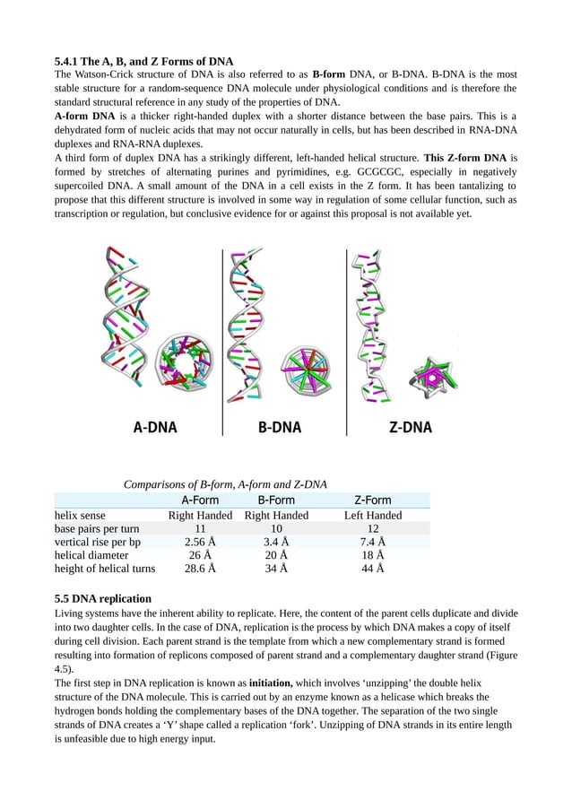 CHAPTER 5 NUCLEIC ACIDS_EA.pdf