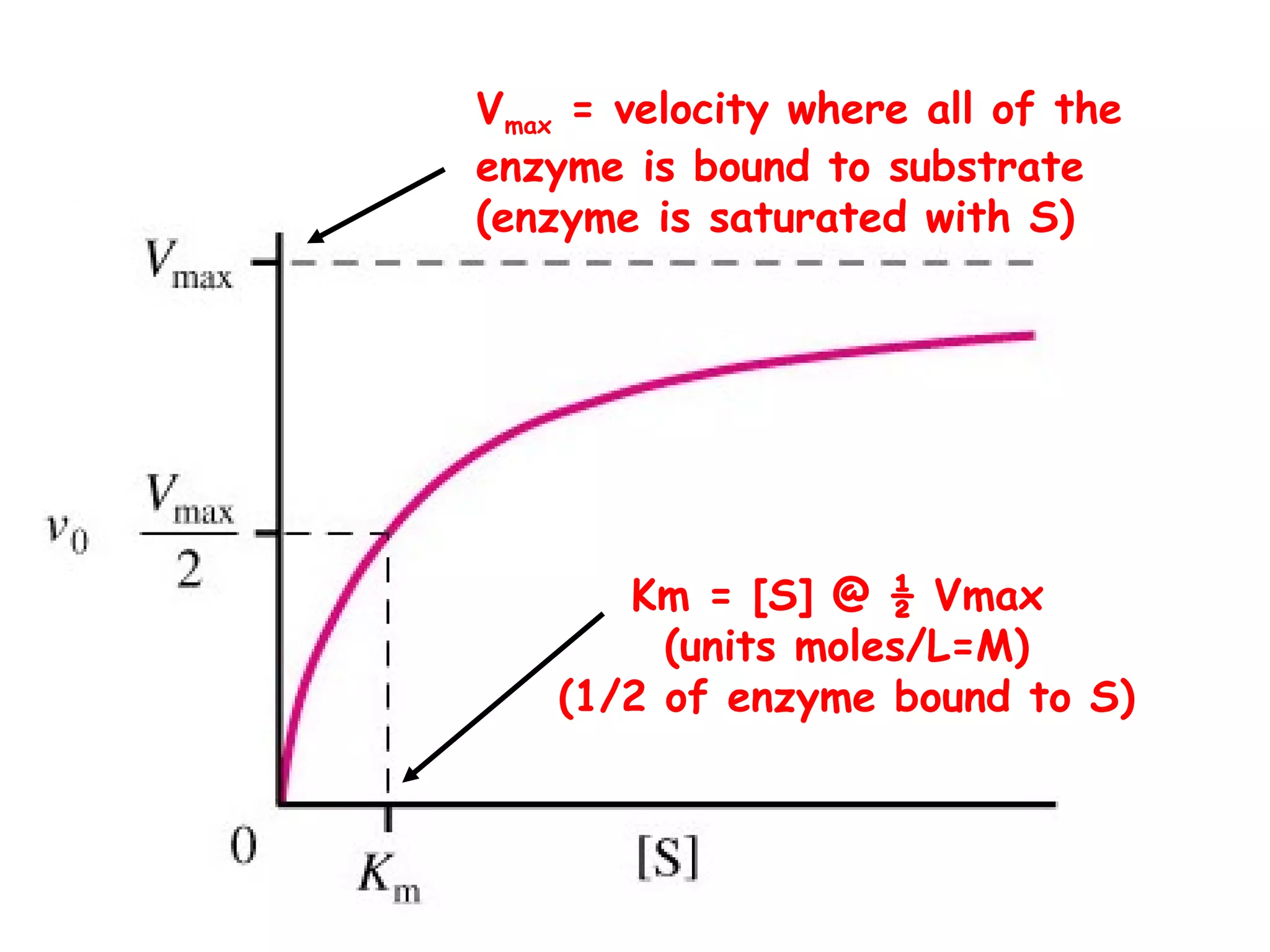 Chapter 5 (part2) enzymes - michaelis-menton kinetics | PPT