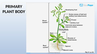 CHAPTER 5 PLANT BODY Botany First Sem.pptx