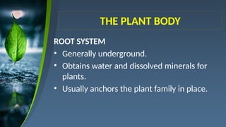 CHAPTER 5 PLANT BODY Botany First Sem.pptx