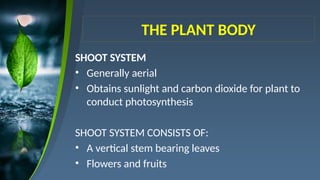 CHAPTER 5 PLANT BODY Botany First Sem.pptx