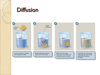 Chapter 5 powerpoint | PPT