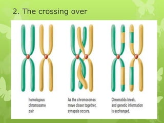 Biological Science Chapter 5 | PPT