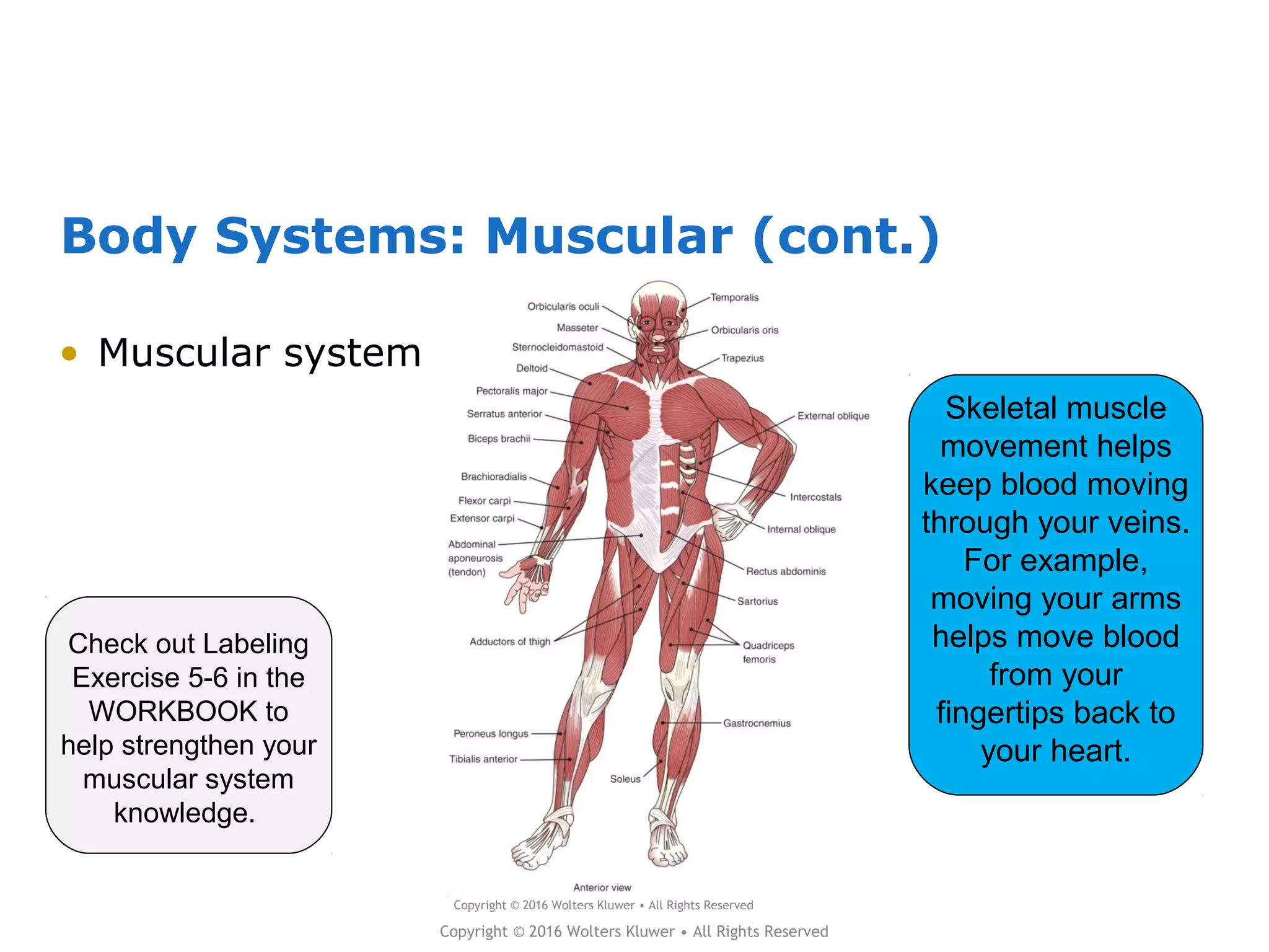 Chapter 5 powerpoint | PPT