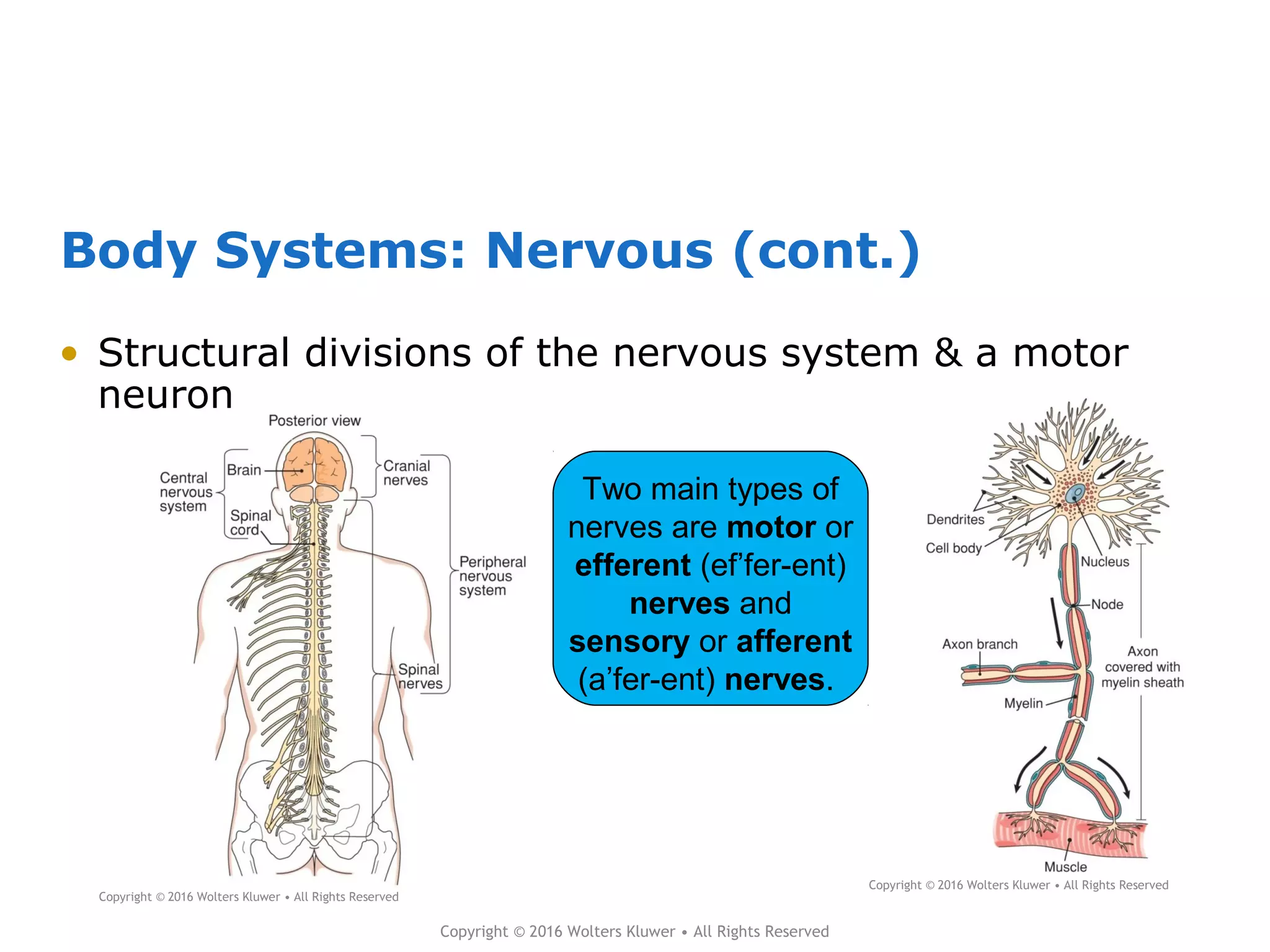 Chapter 5 powerpoint | PPT