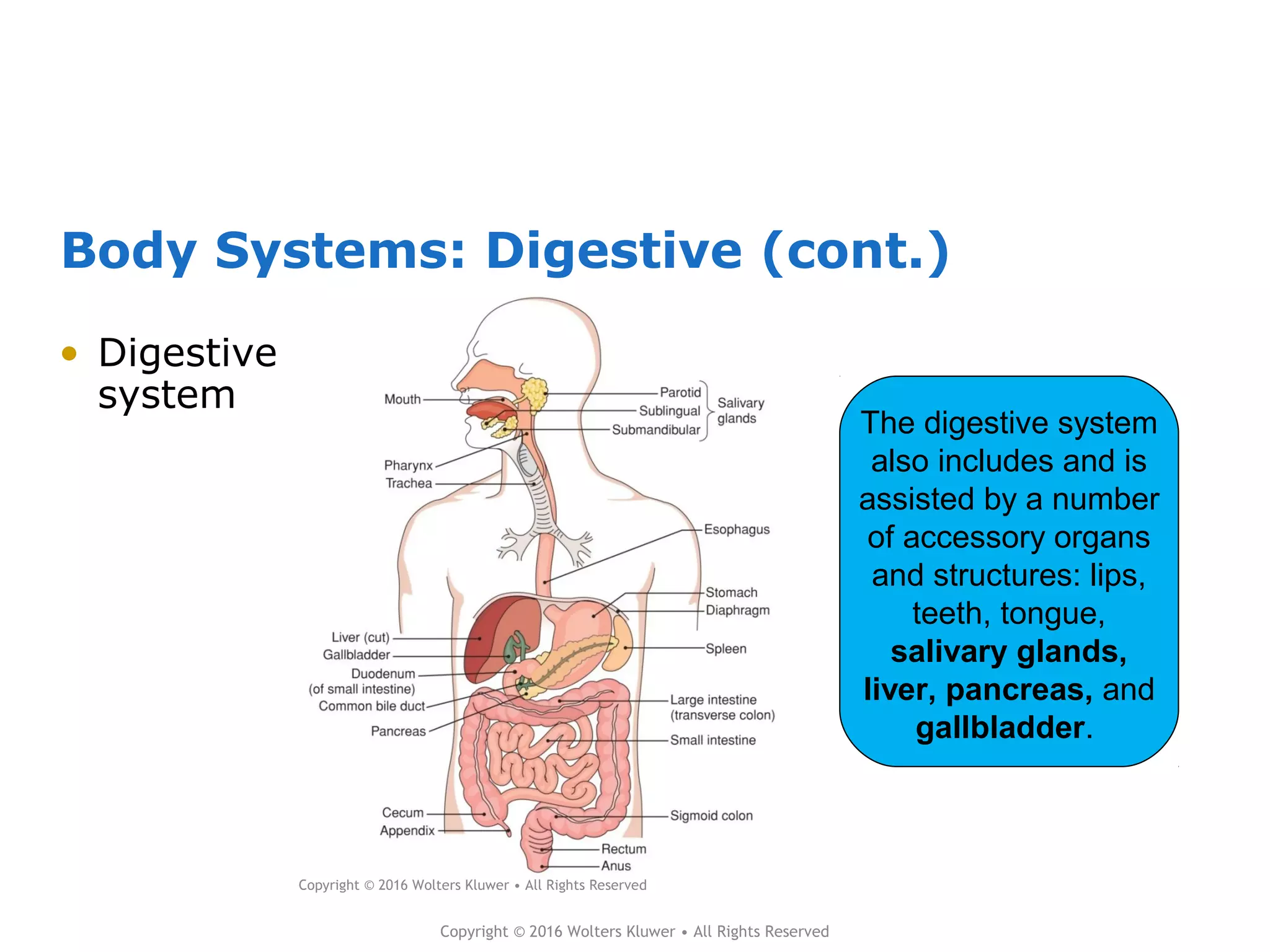 Chapter 5 powerpoint | PPT