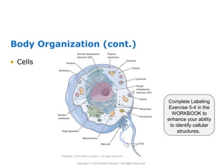 Chapter 5 powerpoint | PPT