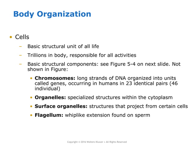 Chapter 5 powerpoint | PPT