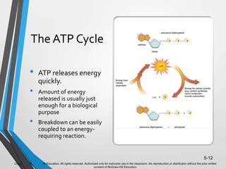 Chapter 5 The Dynamic Cell | PPTX