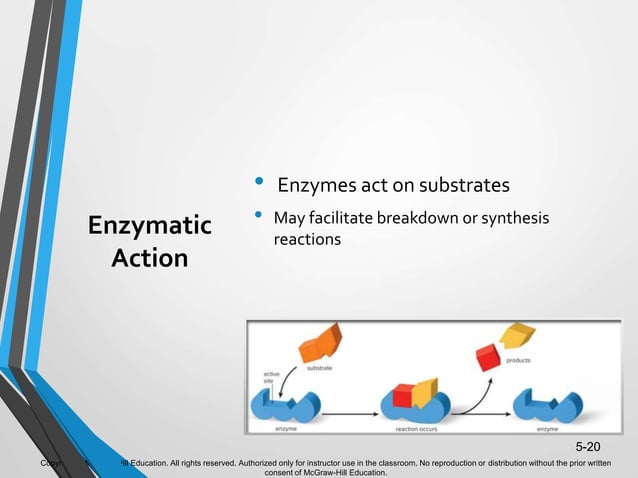 Chapter 5 The Dynamic Cell | PPTX | Chemistry | Science