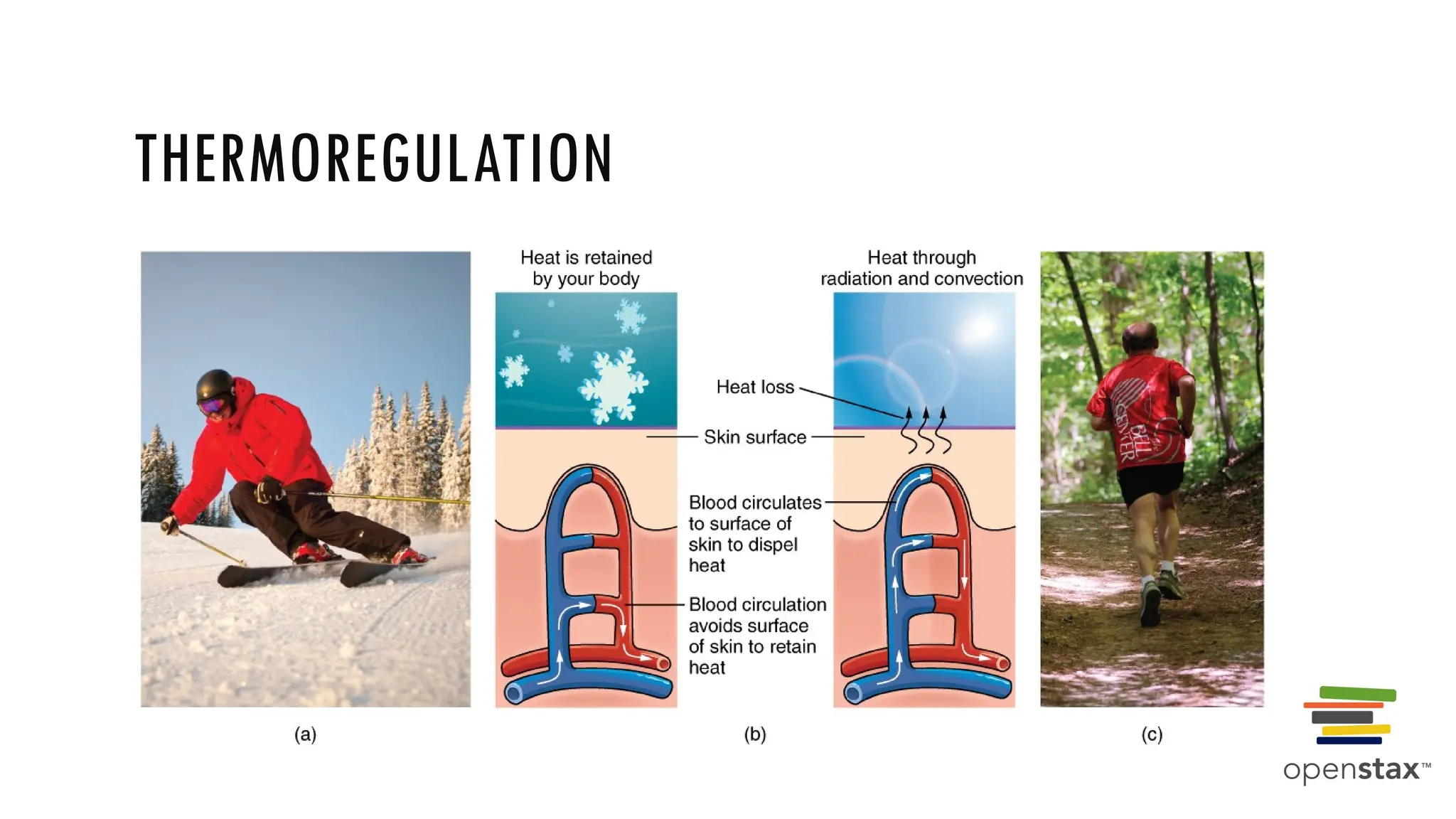 BIO 168 Anatomy & Physiology Integumentary System | PPT