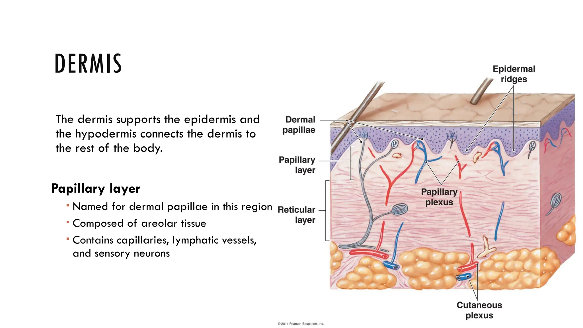 BIO 168 Anatomy & Physiology Integumentary System | PPT
