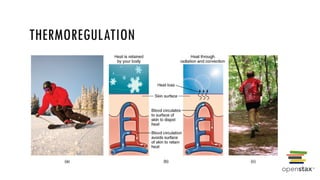 BIO 168 Anatomy & Physiology Integumentary System | PPT