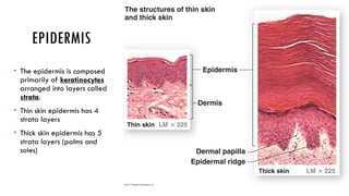 BIO 168 Anatomy & Physiology Integumentary System | PPTX