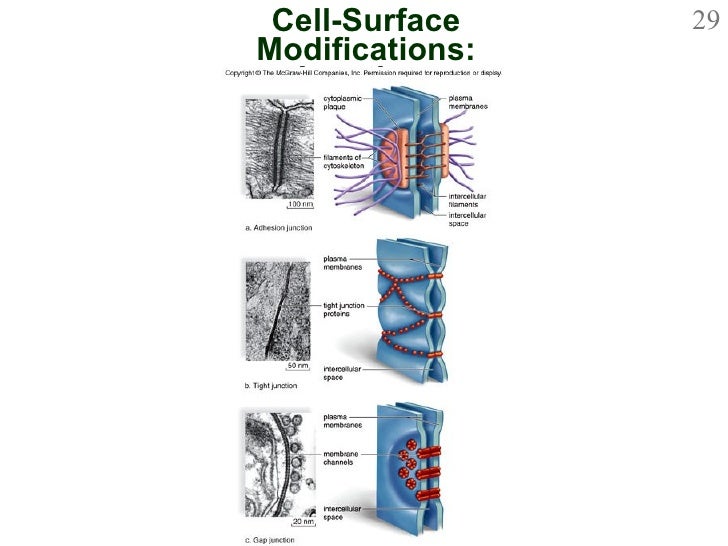 Chapter 5 Powerpoint Le