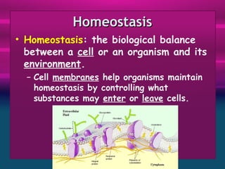 Chapter 5 - Cell Transport | PPT