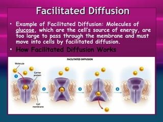 Facilitated Diffusion Example