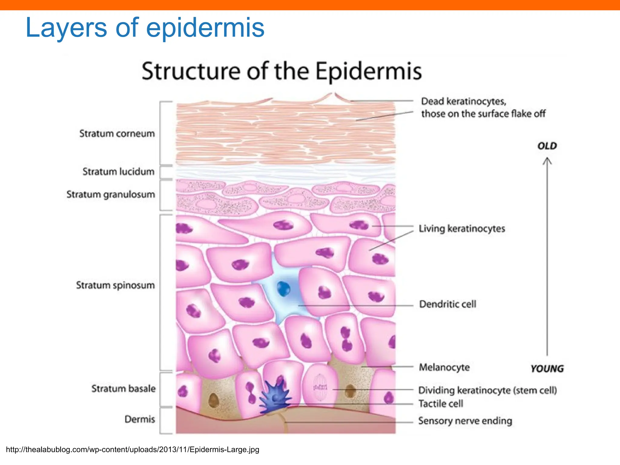 the integumentary system of farm animals | PPT