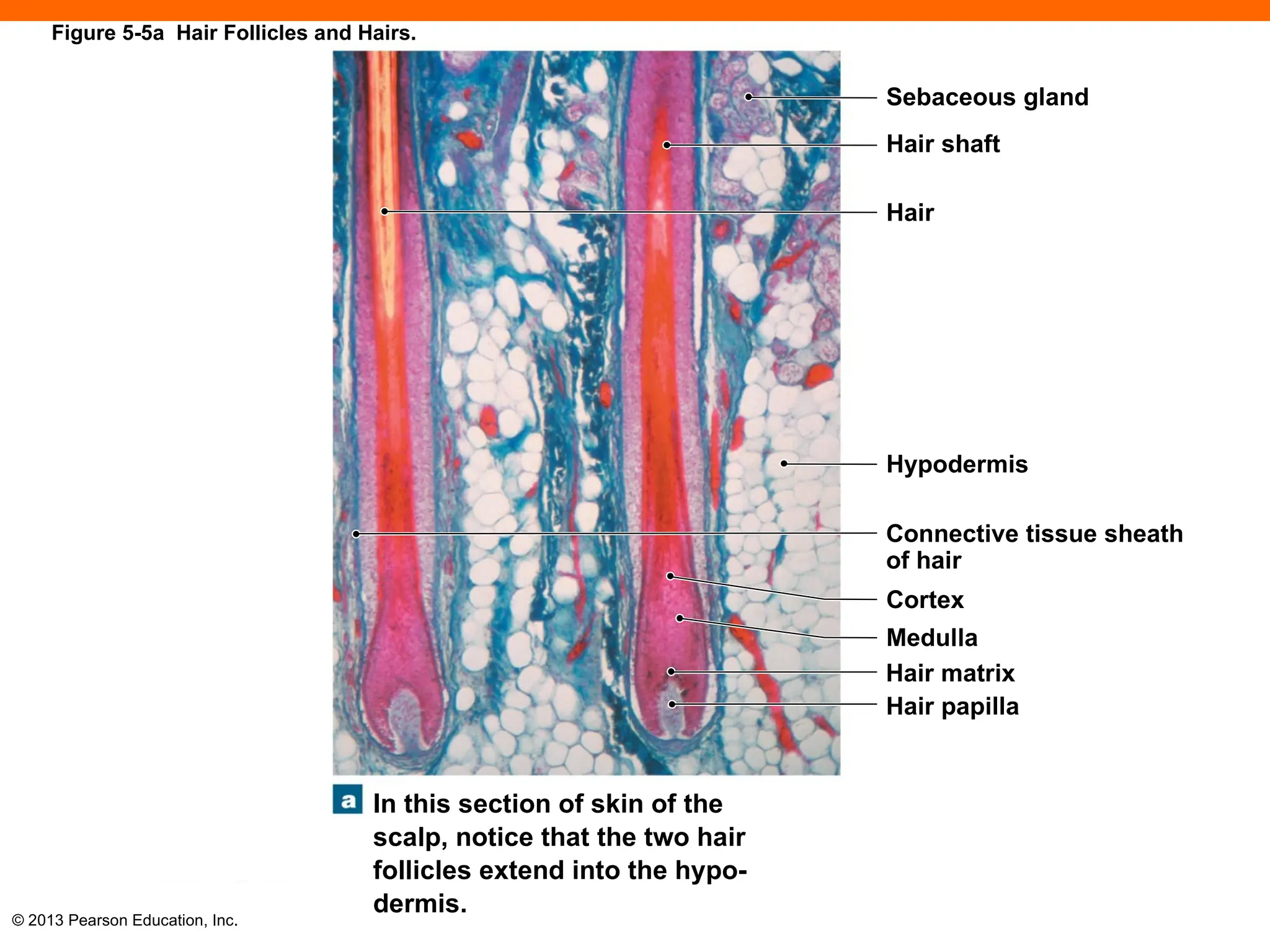 the integumentary system of farm animals | PPT