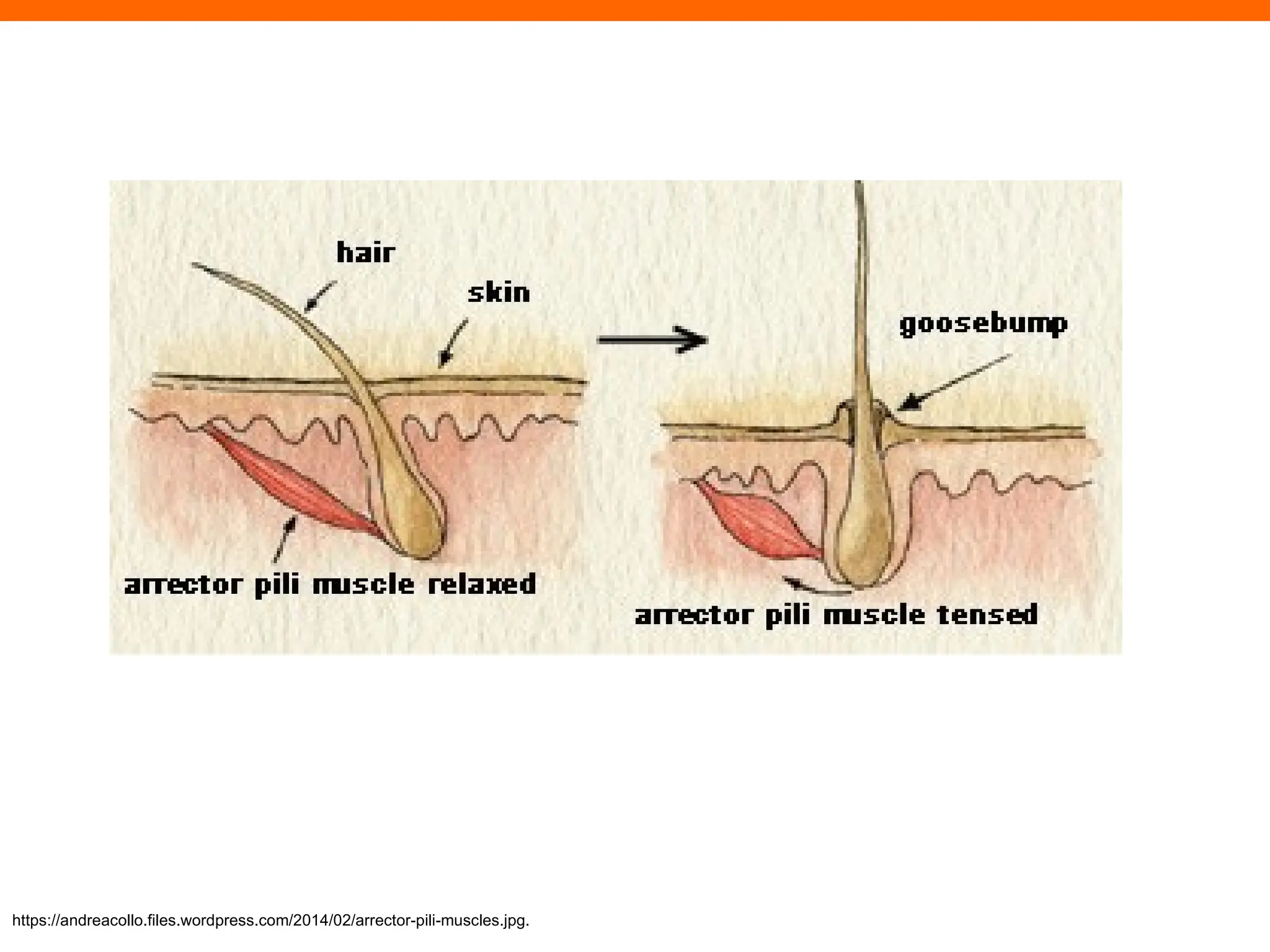 the integumentary system of farm animals | PPT