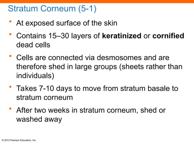 the integumentary system of farm animals | PPT