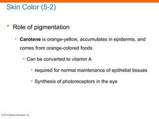the integumentary system of farm animals | PPT