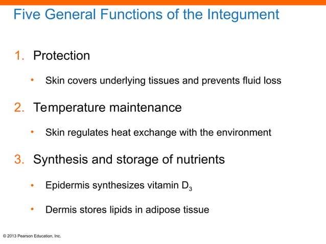 the integumentary system of farm animals | PPT