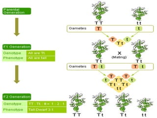 Chapter 5 principles of inheritance and variation | PPTX