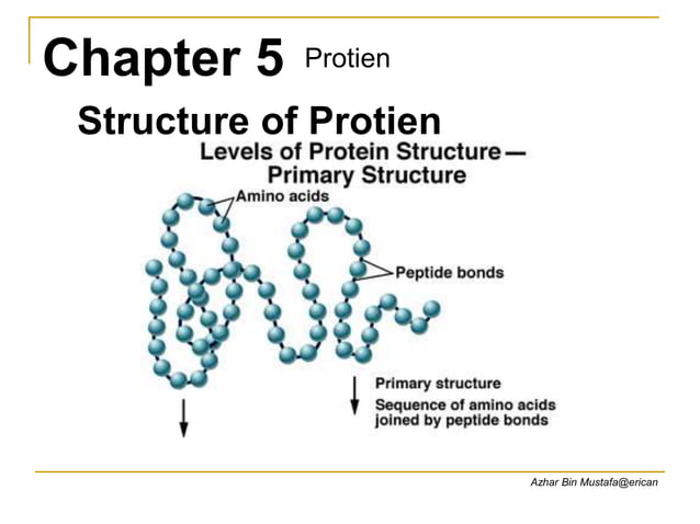 Chapter 5 protein.ppt