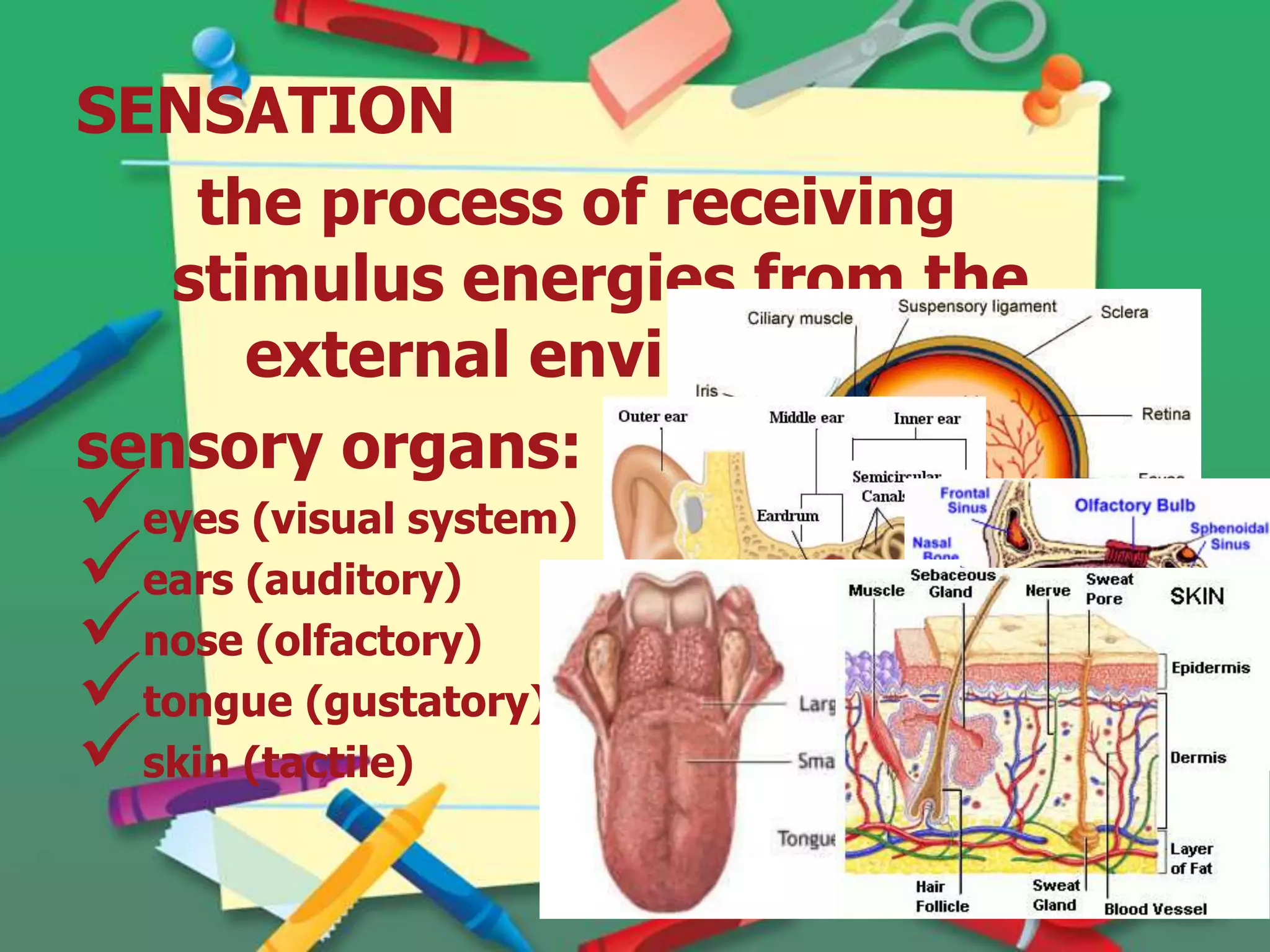 SENSATION AND PERCEPTION Psychology | PPTX