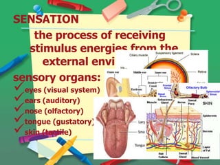 SENSATION AND PERCEPTION Psychology | PPTX