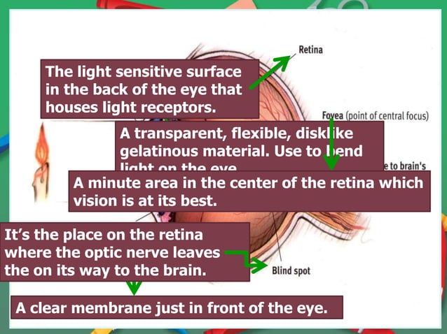 SENSATION AND PERCEPTION Psychology | PPTX | Eye and Vision Conditions ...