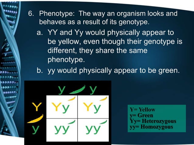 Do not copy (Chapter 5 Section 1: Supplemental Notes) | PPTX | Genetics ...