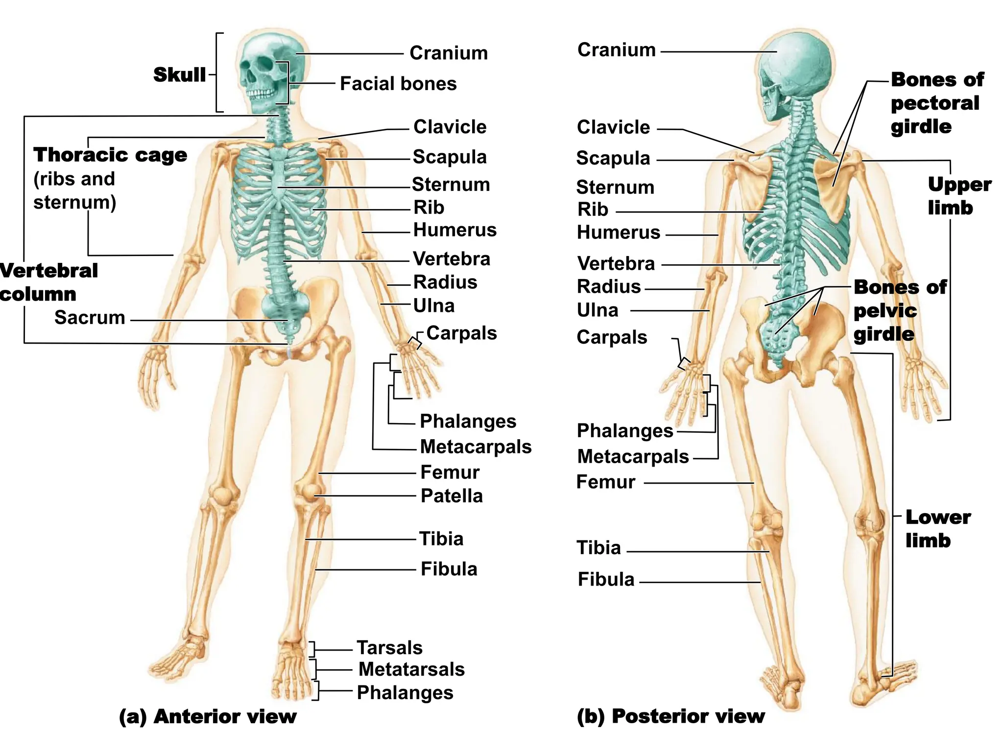 Anatomy and Physiology. CHAPTER 5 Skeletal System | PPT