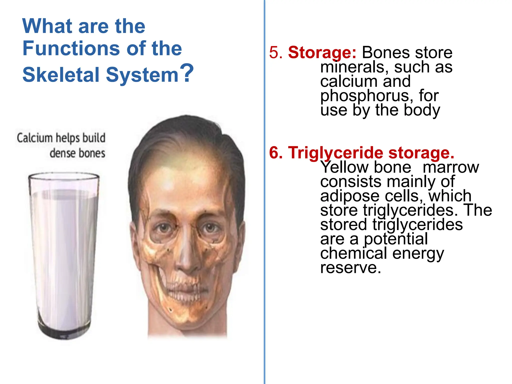 Anatomy and Physiology. CHAPTER 5 Skeletal System | PPT