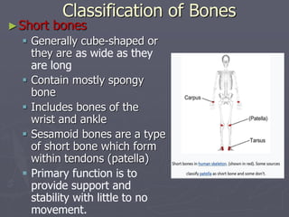 Anatomy and Physiology. CHAPTER 5 Skeletal System | PDF