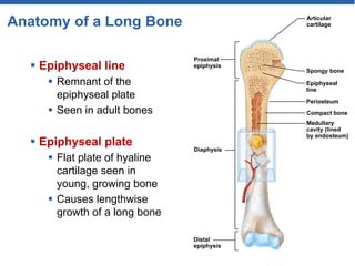 Anatomy and Physiology. CHAPTER 5 Skeletal System | PDF