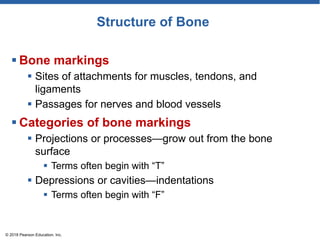 Anatomy and Physiology. CHAPTER 5 Skeletal System | PDF